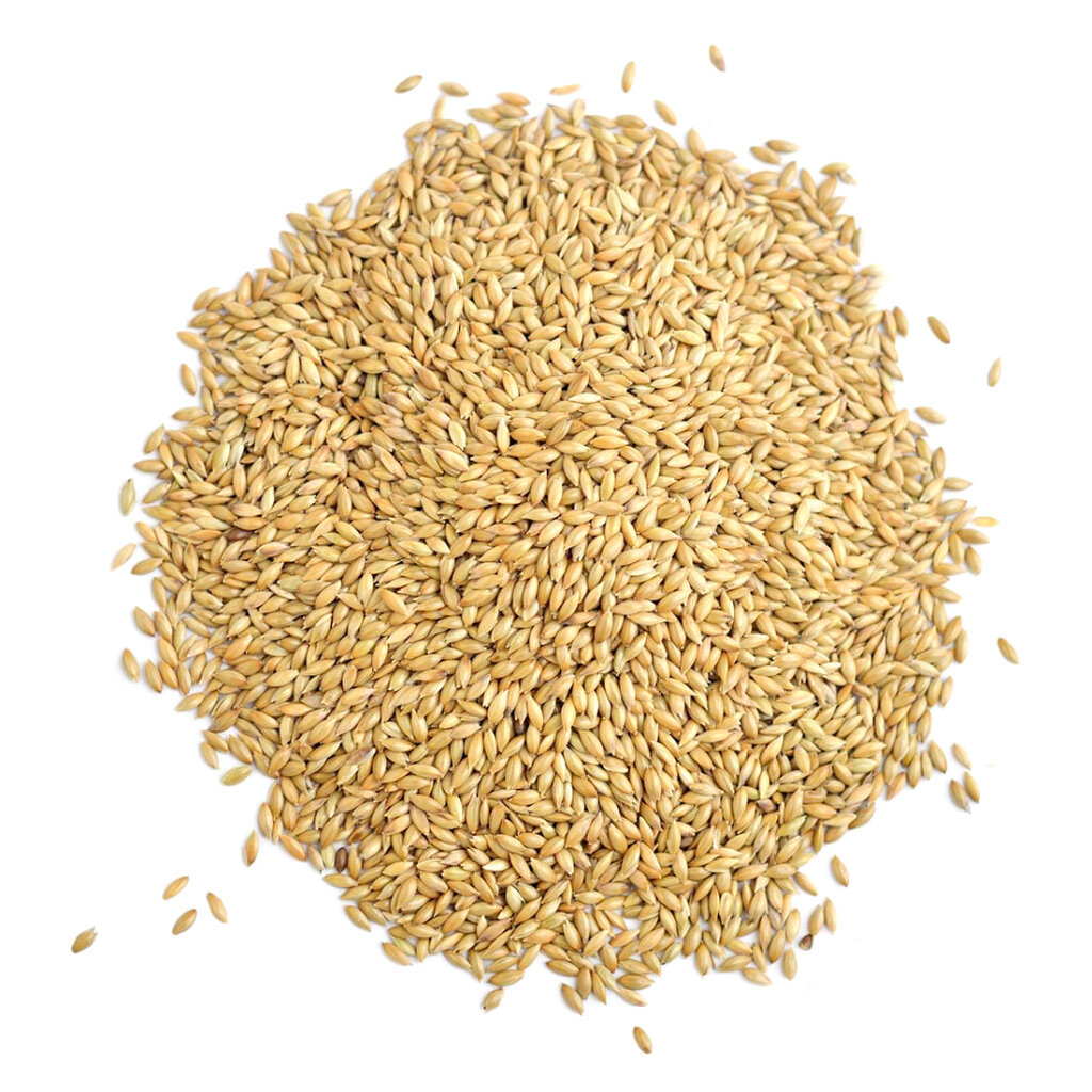 Alpiste para humanos | pepe y pepita